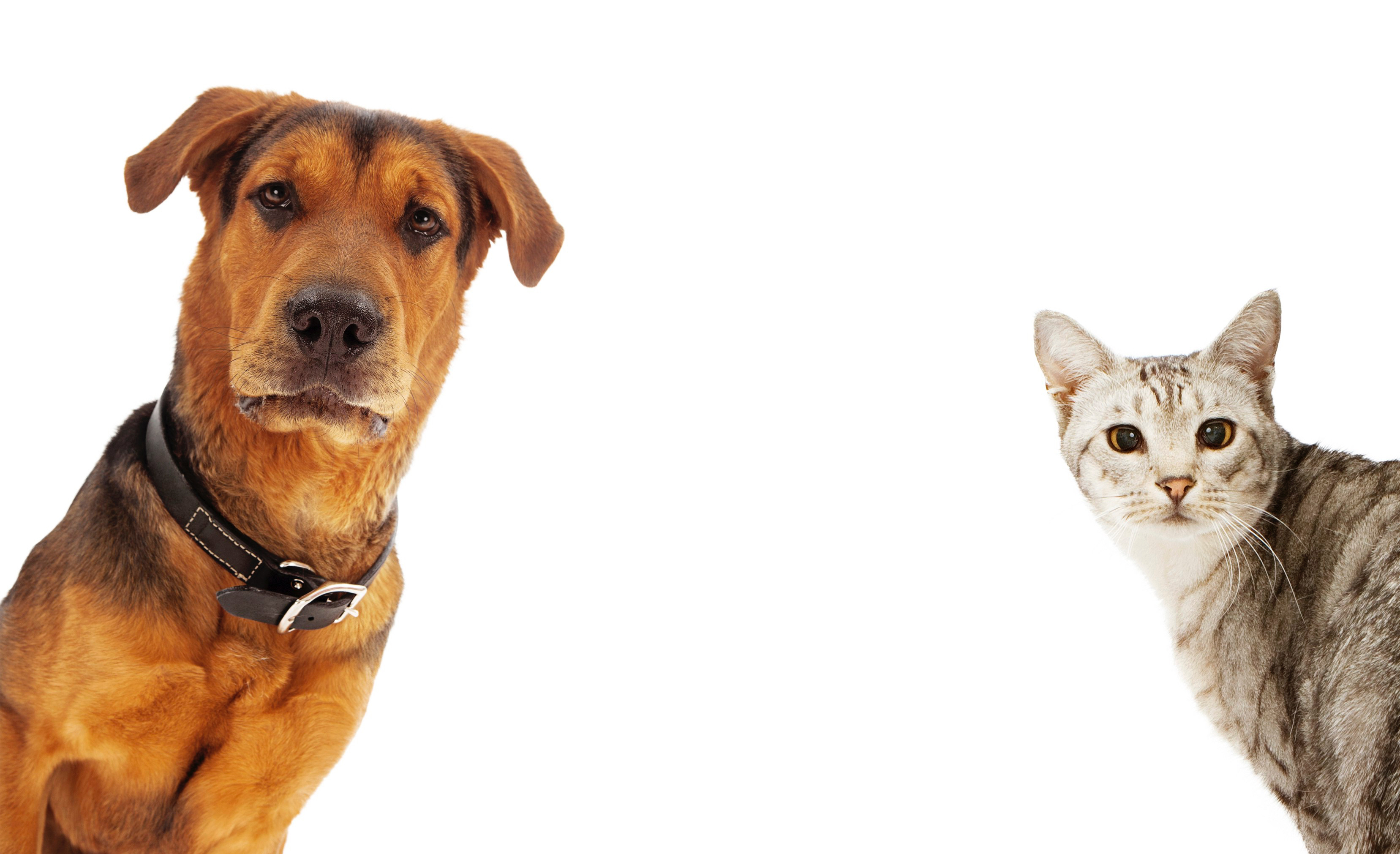 Dog People and Cat People – Random Thoughts Of A Part Time Lost Soul